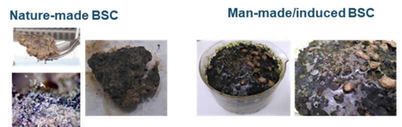 INDUCED BIOCRUSTS - Program against desertification